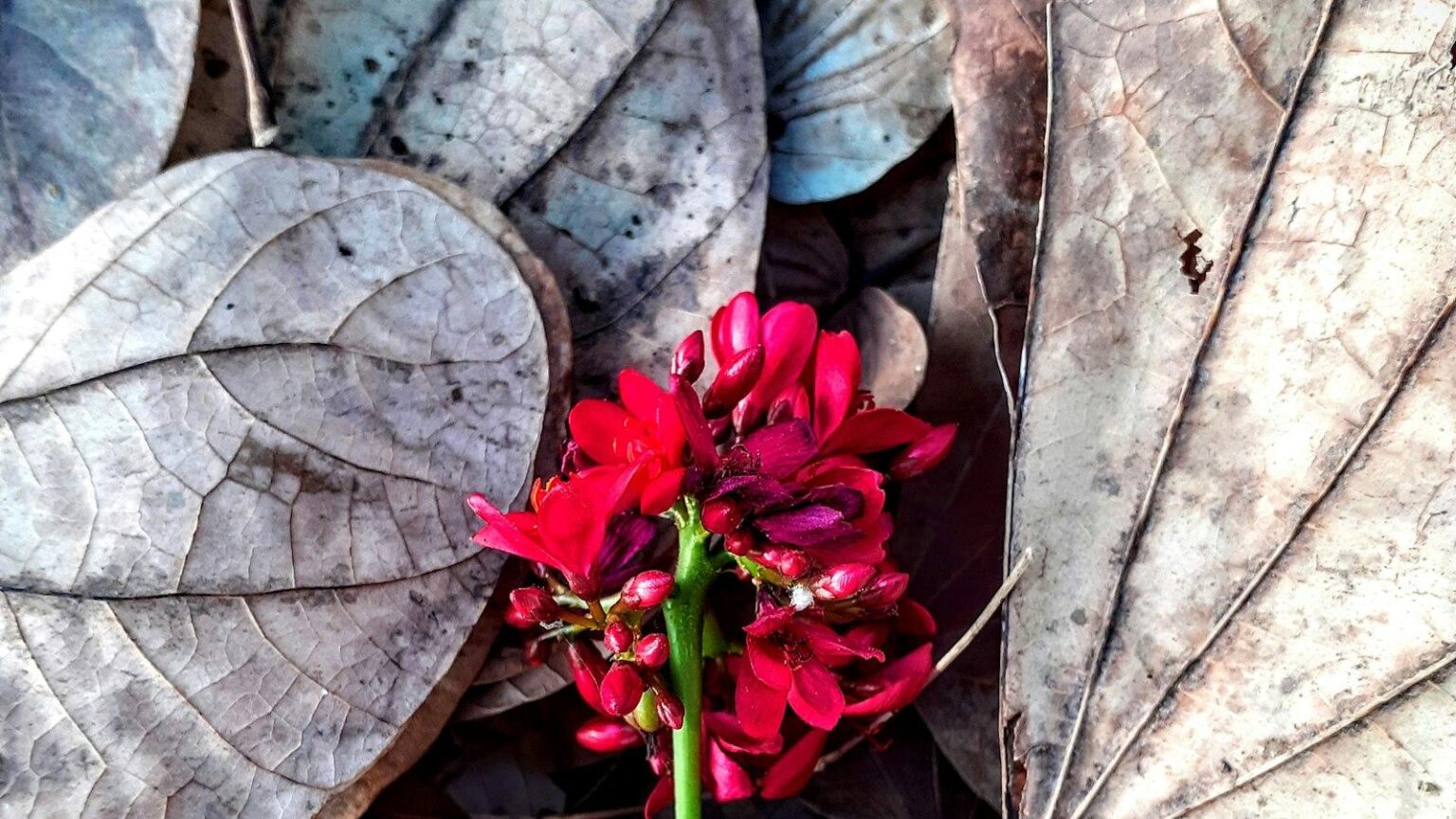 significado de ser espiritual | Ame Jumelle